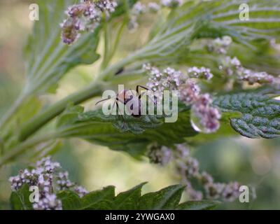 integra-group Field and Mound Ants (Formica integra Stock Photo - Alamy