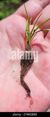 Columbia Quillwort (Isoetes minima Stock Photo - Alamy