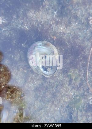 Western Banded Tegula (Tegula eiseni Stock Photo - Alamy