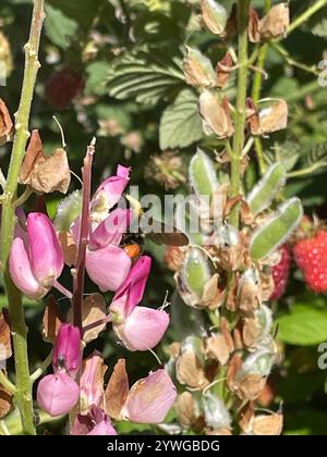 California Bumble Bee (Bombus californicus Stock Photo - Alamy