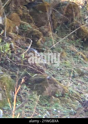 Variegated Laughingthrush (Trochalopteron variegatum Stock Photo - Alamy