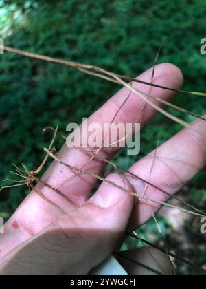 Twoflower Melicgrass (Melica mutica Stock Photo - Alamy