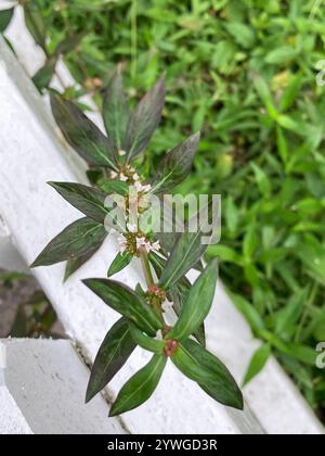 Woodland false buttonweed (Spermacoce remota), Plantae, Darien, PA ...