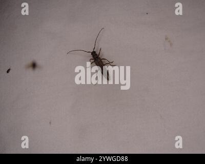 Twig Pruner (Anelaphus villosus Stock Photo - Alamy