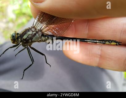 Harpoon Clubtail (Phanogomphus descriptus Stock Photo - Alamy