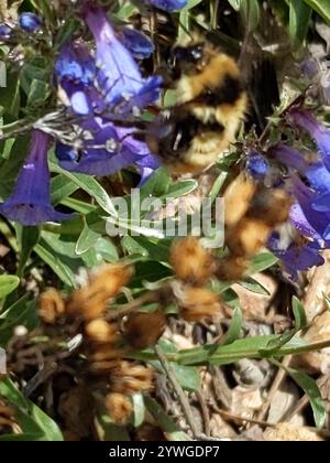 Great Basin Bumble Bee (Bombus centralis) Insecta Stock Photo - Alamy
