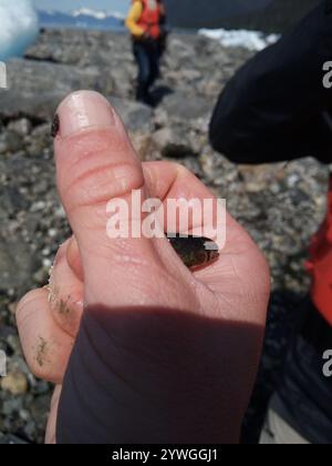 Crescent Gunnel (Pholis laeta Stock Photo - Alamy