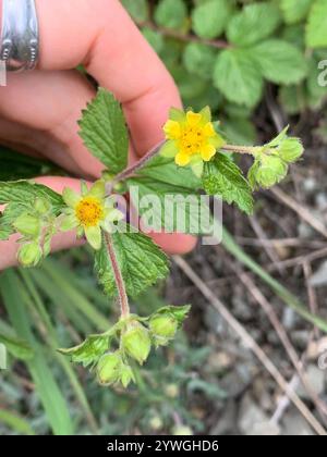 sticky cinquefoil (Drymocallis glandulosa Stock Photo - Alamy
