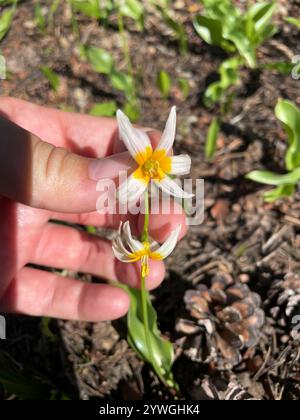 Purple Fawn Lily (Erythronium purpurascens Stock Photo - Alamy