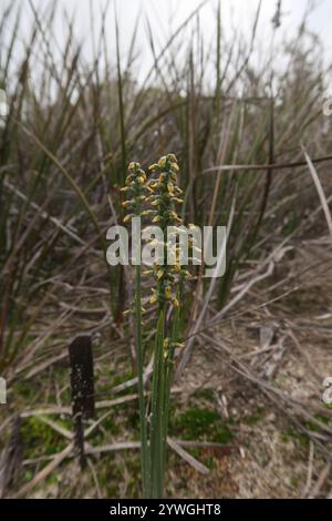 Midge Orchids (Genoplesium Stock Photo - Alamy