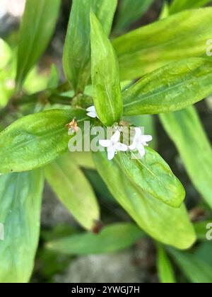 Woodland false buttonweed (Spermacoce remota Stock Photo - Alamy