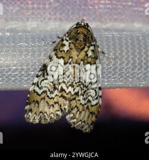 Owl-eyed Bird Dropping Moth (Cerma cora) Insecta Stock Photo - Alamy