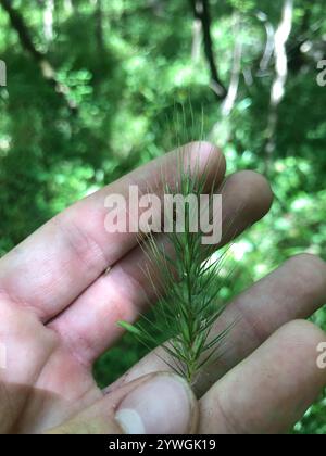 silky wild rye (Elymus villosus Stock Photo - Alamy