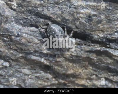 Intertidal Jumping Spider (Terralonus californicus) Arachnida Stock ...