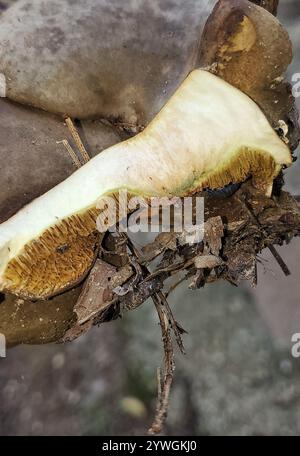 ash-tree bolete (Boletinellus merulioides Stock Photo - Alamy