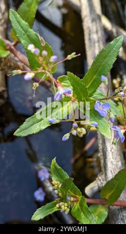 American brooklime (Veronica americana Stock Photo - Alamy