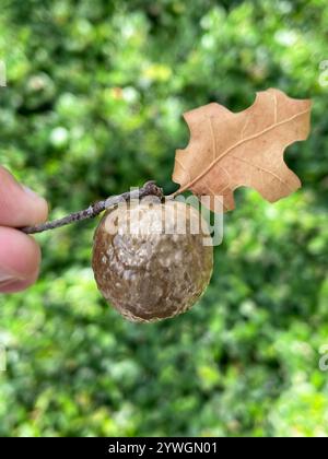 Spongy Oak Apple Gall Wasp (Amphibolips confluenta Stock Photo - Alamy
