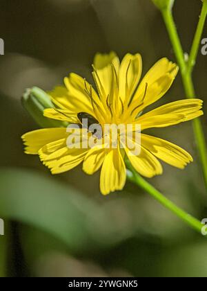 Common Pollen Beetle (Brassicogethes aeneus Stock Photo - Alamy