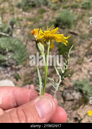 Modoc Hawksbeard (Crepis modocensis Stock Photo - Alamy