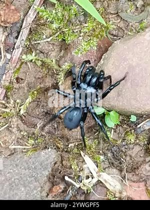Black Purseweb Spider (Sphodros niger Stock Photo - Alamy