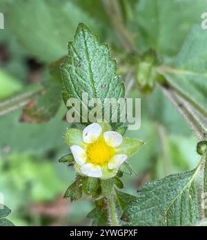 sticky cinquefoil (Drymocallis glandulosa Stock Photo - Alamy