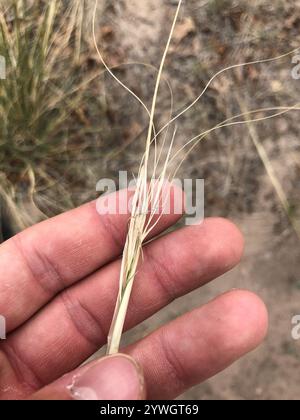 Needle-and-thread Grass (Hesperostipa comata Stock Photo - Alamy