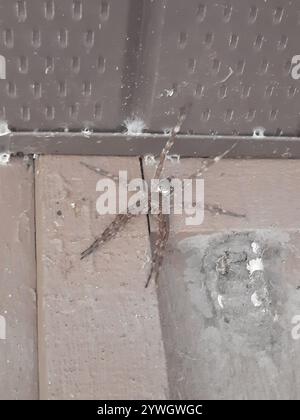 White Banded Fishing - Dolomedes albineus - side top profile view ...