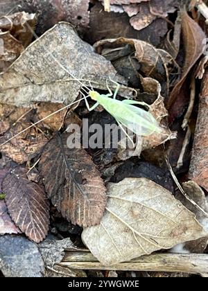 Snowy Tree Cricket (Oecanthus fultoni Stock Photo - Alamy