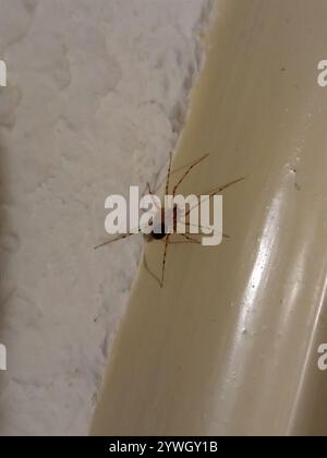 Common Spitting Spider (Scytodes thoracica Stock Photo - Alamy