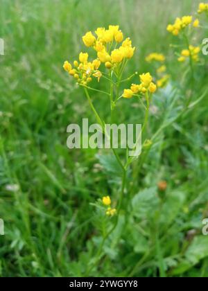 Creeping Yellowcress (Rorippa sylvestris Stock Photo - Alamy