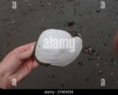 Fat Gaper (Tresus capax Stock Photo - Alamy