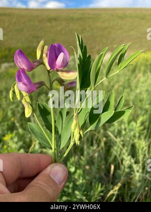Bush vetchling (Lathyrus eucosmus Stock Photo - Alamy