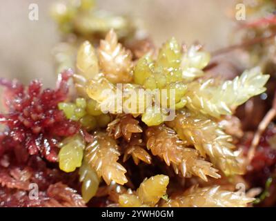 Papillose Peatmoss (Sphagnum papillosum Stock Photo - Alamy