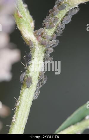 Cowpea Aphid (Aphis craccivora Stock Photo - Alamy