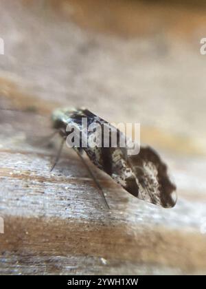 brown-banded barklouse (Loensia fasciata Stock Photo - Alamy