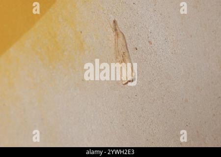 Rice Stalk Borer Moth (Chilo plejadellus) Insecta Stock Photo - Alamy