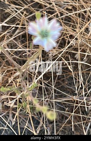 Hayfield Tarweed (Hemizonia congesta Stock Photo - Alamy