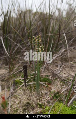 Midge Orchids (Genoplesium Stock Photo - Alamy