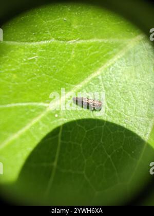 Rose Stem Girdler (Agrilus cuprescens), Insecta, Park Point, Duluth, MN ...