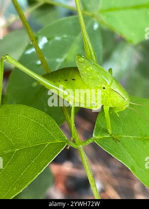 Round-headed Katydids (Amblycorypha Stock Photo - Alamy