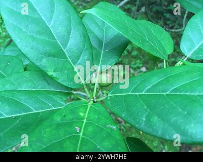 Fairy Fig (Ficus erecta Stock Photo - Alamy