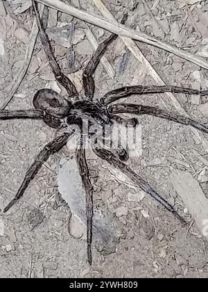 Burrow-living Wolf Spiders (Hogna Stock Photo - Alamy