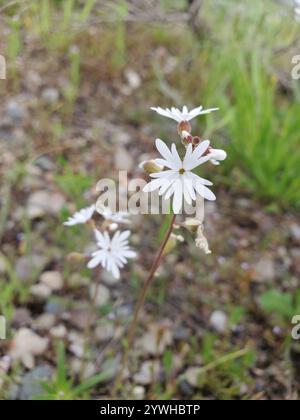 smallflower woodland star (Lithophragma parviflorum Stock Photo - Alamy