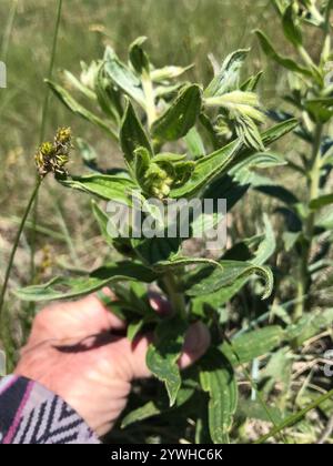 western false gromwell (Lithospermum occidentale) Plantae Stock Photo ...