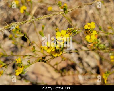 Clustered Tarweed (Deinandra fasciculata Stock Photo - Alamy
