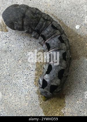 Velvet Armyworm Moth (Spodoptera latifascia Stock Photo - Alamy