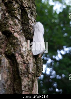 Water Ermine (Spilosoma urticae Stock Photo - Alamy