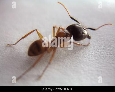 Tropical Carpenter Ant (Camponotus atriceps Stock Photo - Alamy