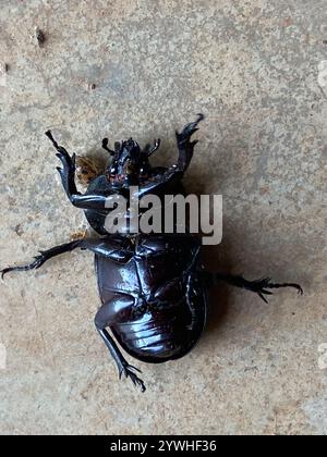Triceratops Beetle (Phileurus truncatus Stock Photo - Alamy