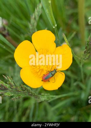Scarlet Malachite Beetle (Malachius aeneus Stock Photo - Alamy